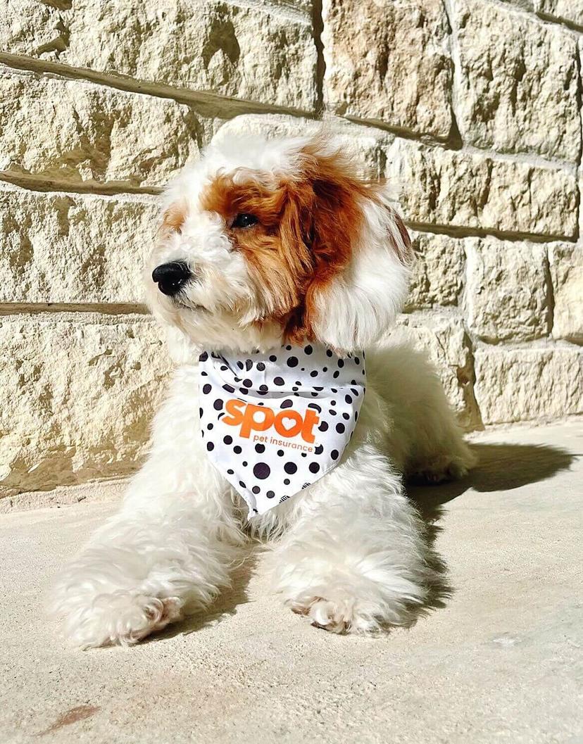How to Manage My Pet Insurance Policy | Spot Pet Insurance