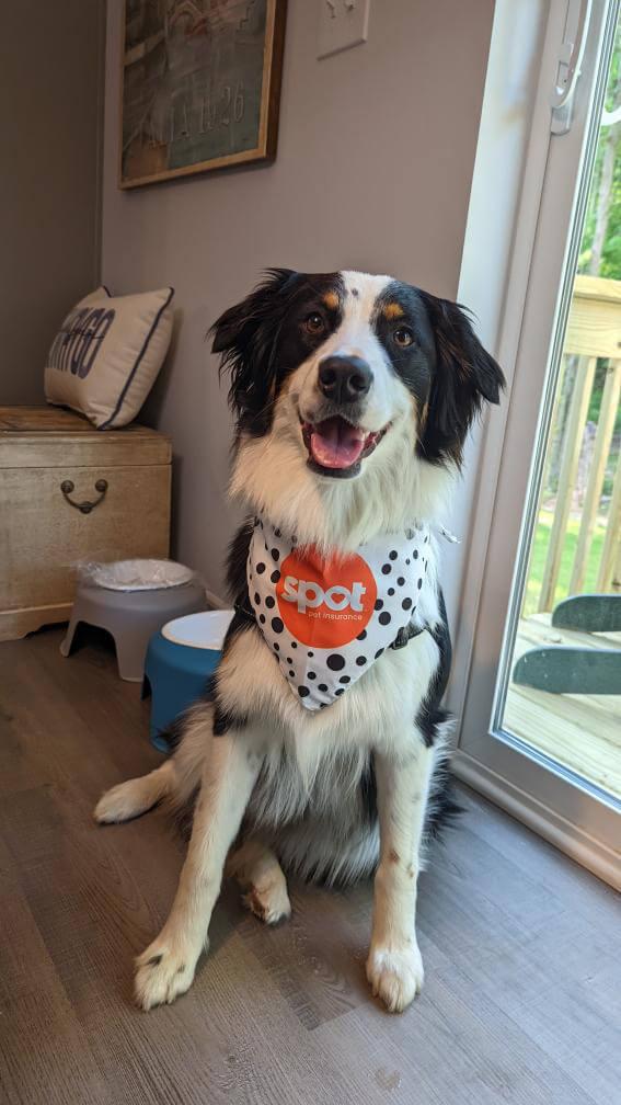 Humidity & Dogs: Effects, Comfort Tips, & Warning Signs | Spot Pet ...