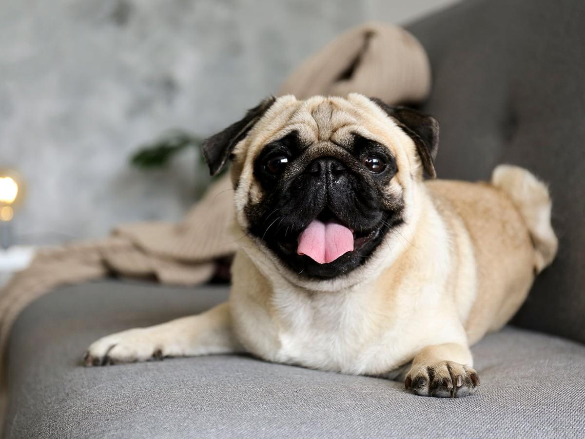 5 Popular Chinese Dog Breeds: Discover Their Traits | Spot Pet Insurance