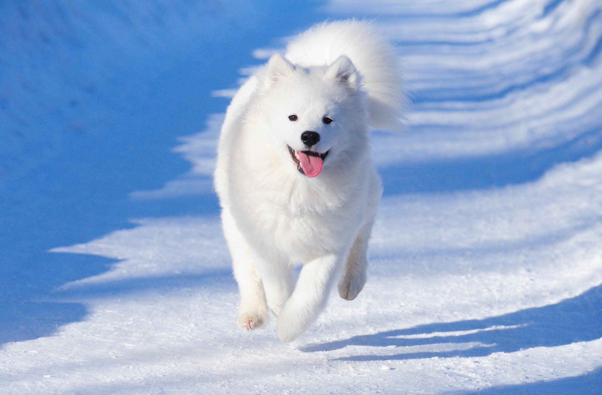 How Much Does A German Shepherd Cost Spot Pet Insurance how-much-does-a-german-shepherd-cost-spot-pet-insurance