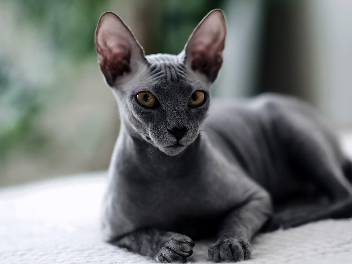 Sphynx Cat Breed Guide Spot Pet Insurance Sphynx Cat Breed Guide Spot Pet Insurance