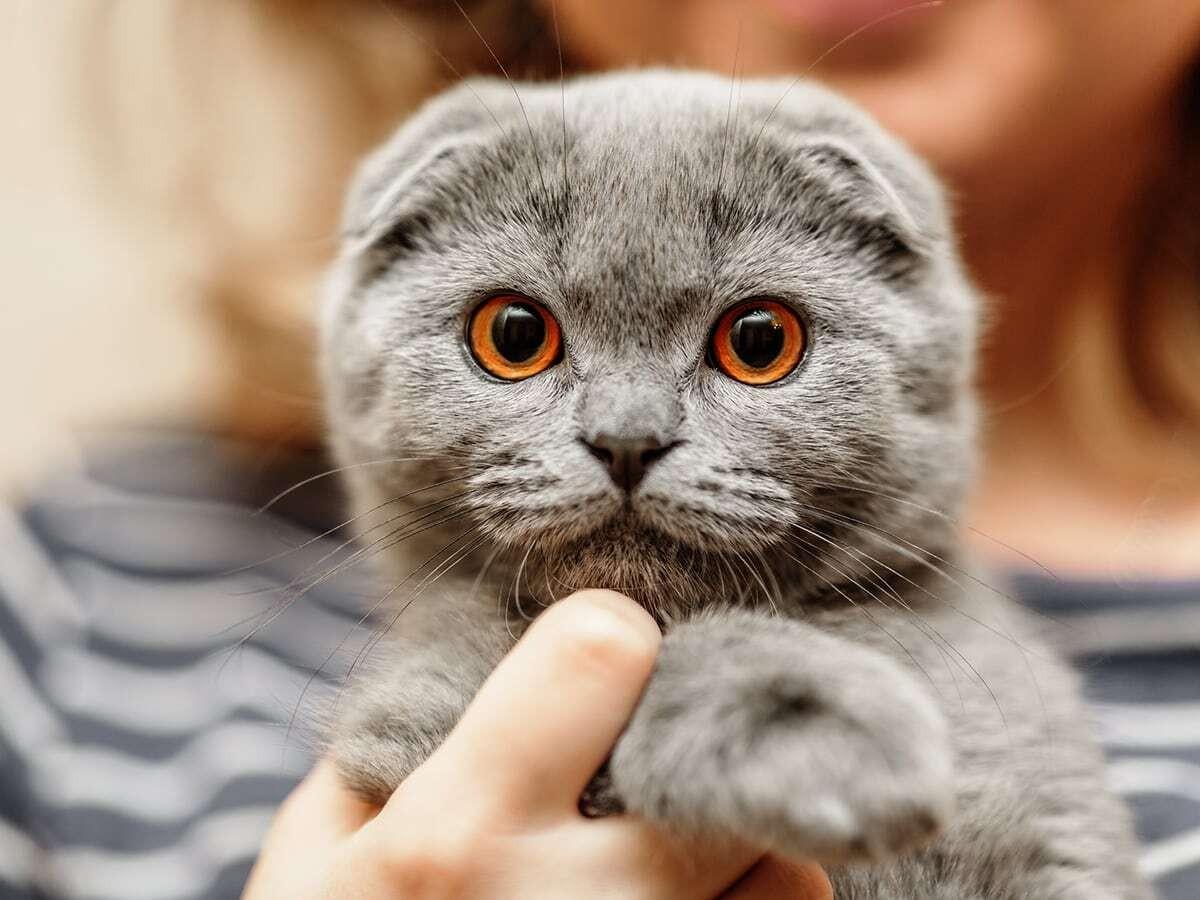 Cat Dental Insurance Spot Pet Insurance cat-dental-insurance-spot-pet-insurance